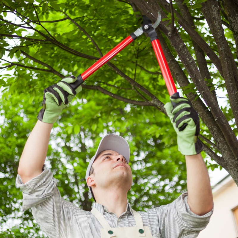 Reasons You May Need Professional Tree Trimming This Summer - PPM ...